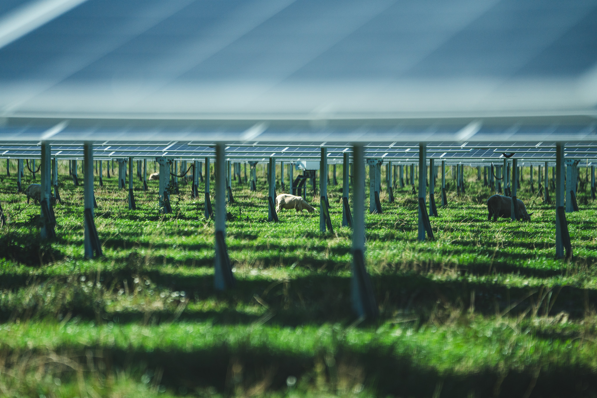 Alight commissions 215 MWp solar park in Denmark – Alight