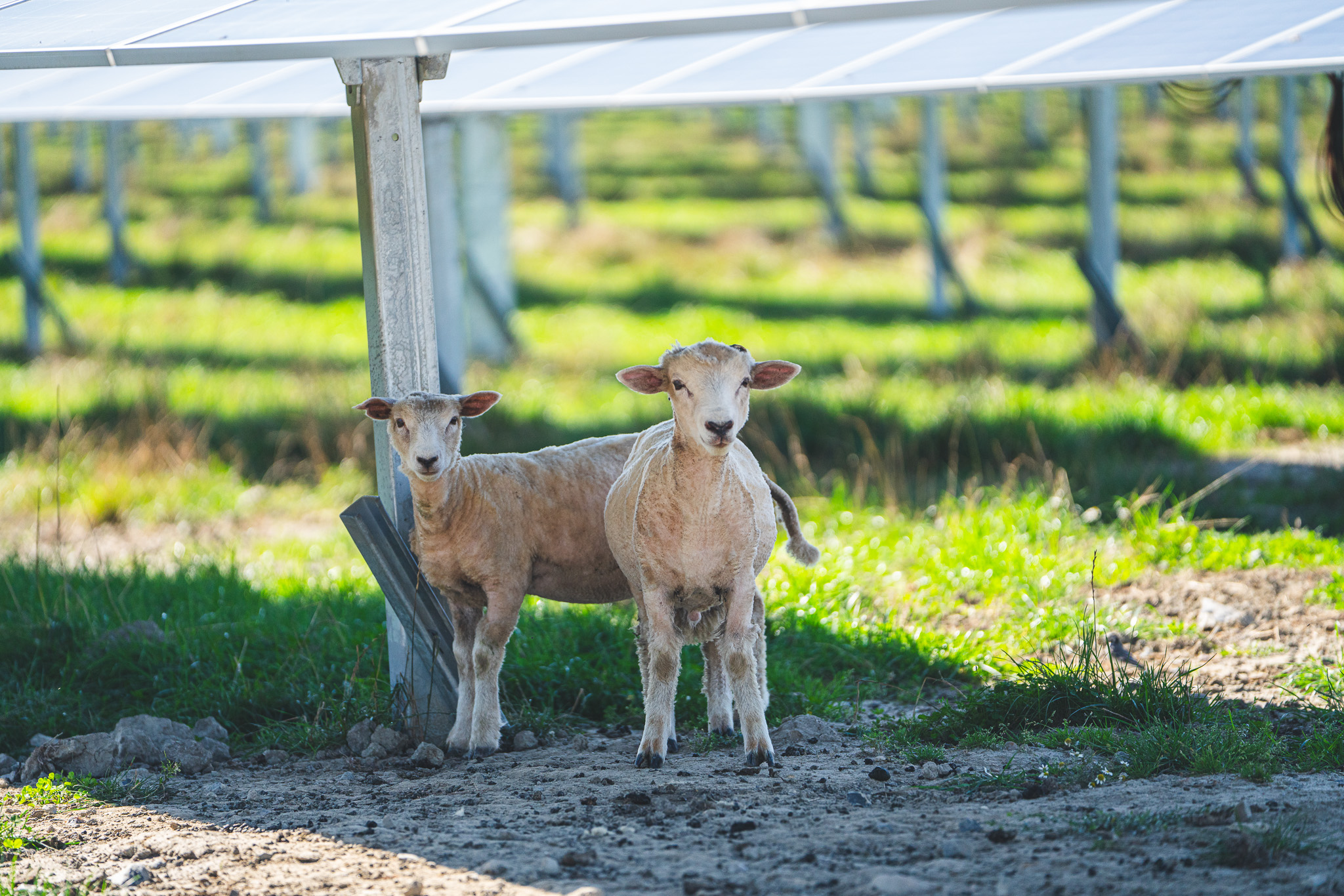 Alight commissions 215 MWp solar park in Denmark – Alight