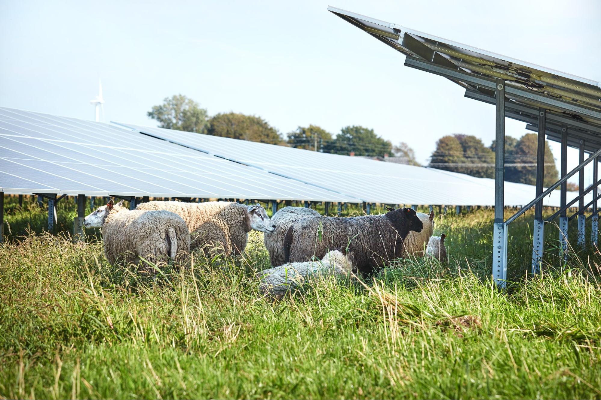 Ramsjöholm solar park – Alight