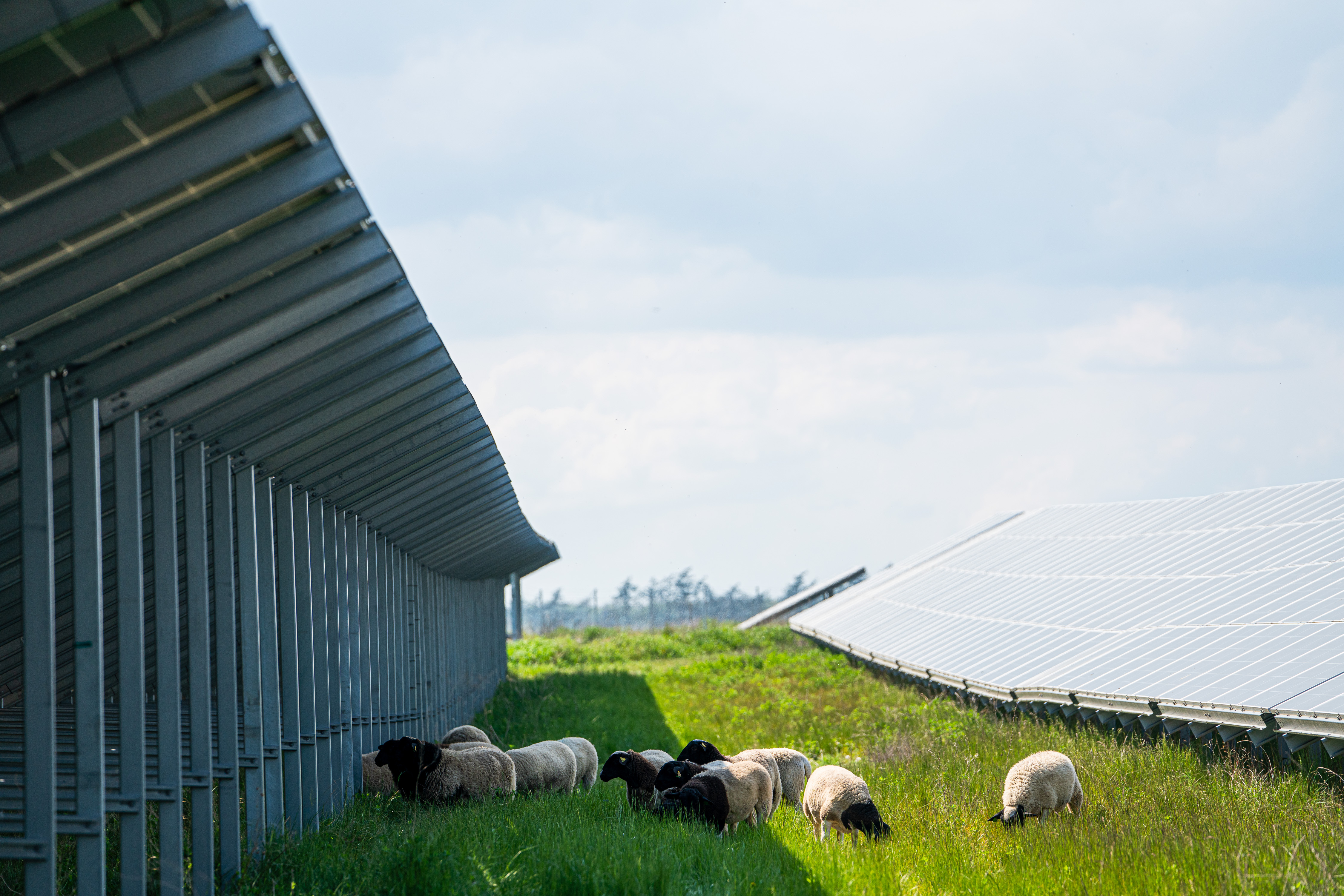 Åhus solar park – Alight